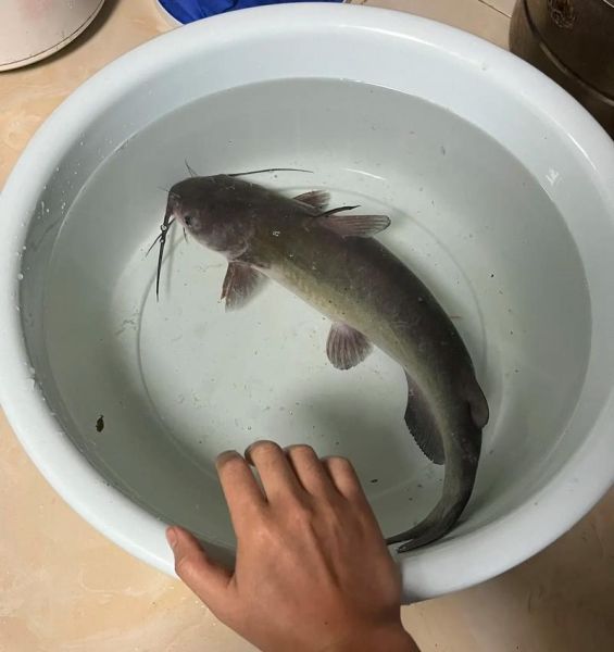 梭边鱼是淡水鱼还是海水鱼_梭边鱼生长环境揭秘-第1张图片-山城妙识