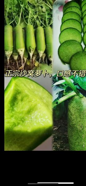 水果青萝卜怎么吃_水果青萝卜和水果萝卜区别-第2张图片-山城妙识