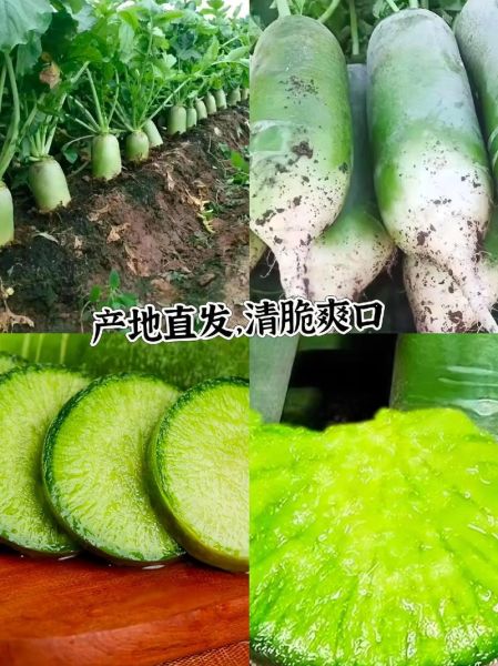 水果青萝卜怎么吃_水果青萝卜和水果萝卜区别-第3张图片-山城妙识