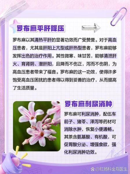 罗布麻能治高血压吗_罗布麻茶降血压效果怎么样-第2张图片-山城妙识