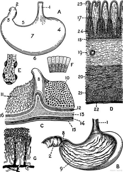 牛有几个胃_牛的四个胃分别叫什么-第1张图片-山城妙识