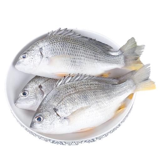 鲷鱼是海鱼还是淡水鱼_鲷鱼生活习性-第3张图片-山城妙识