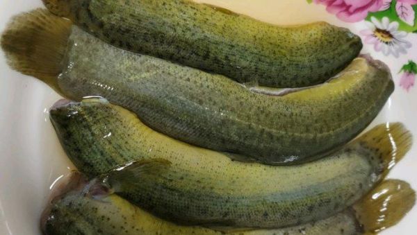 泥鳅怎么处理干净_泥鳅去粘液技巧-第1张图片-山城妙识