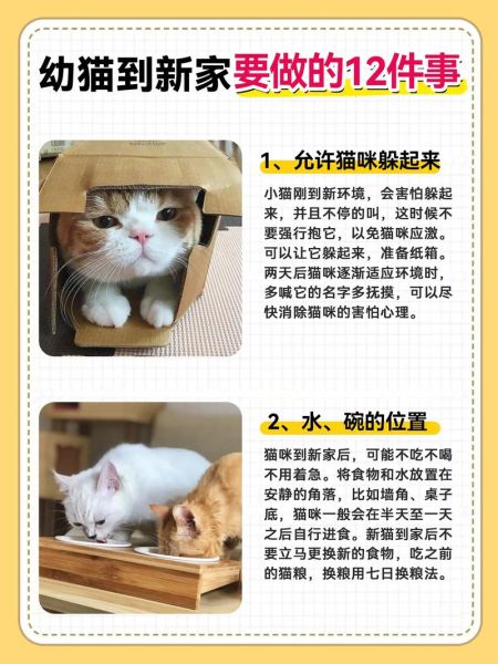 新手养猫准备什么_猫咪到家第一天怎么做-第2张图片-山城妙识