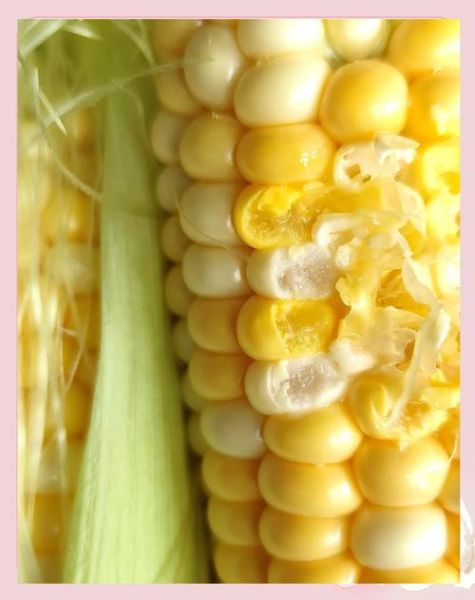 冷水煮玉米要多长时间_冷水下锅玉米煮多久-第1张图片-山城妙识