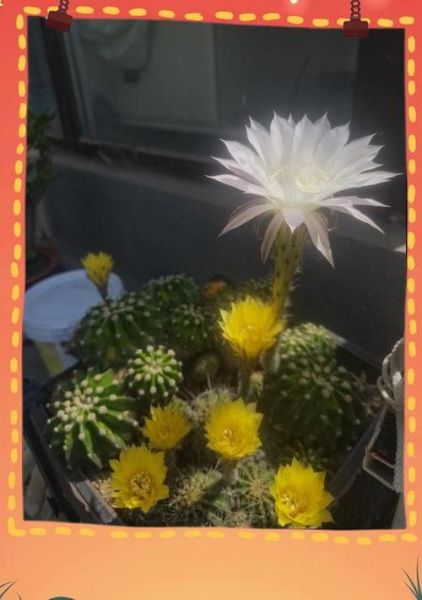 仙人球多久浇一次水_仙人球浇水频率-第3张图片-山城妙识