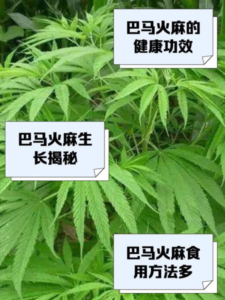 火麻草的功效与作用_火麻草怎么使用-第1张图片-山城妙识