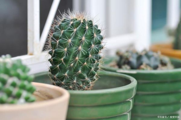 仙人球多久浇一次水_仙人球浇水频率-第2张图片-山城妙识