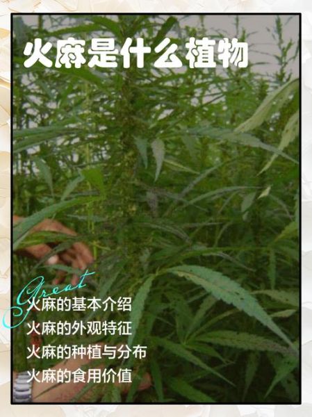 火麻草的功效与作用_火麻草怎么使用-第2张图片-山城妙识
