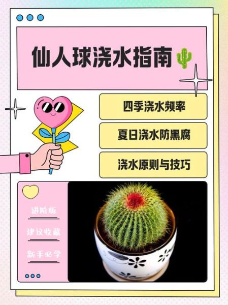 仙人球多久浇一次水_仙人球浇水频率-第1张图片-山城妙识