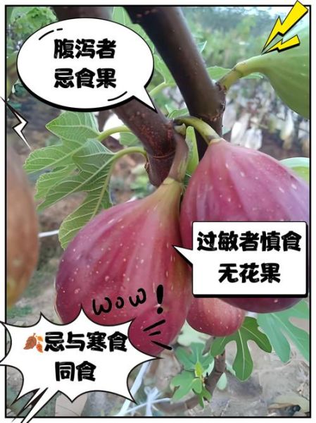无花果不能和什么一起吃_常见禁忌搭配有哪些-第1张图片-山城妙识