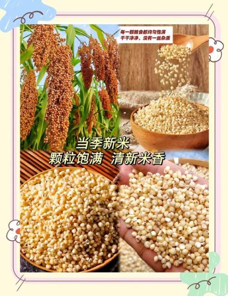 高粱可以做什么食物_高粱怎么吃最健康-第1张图片-山城妙识