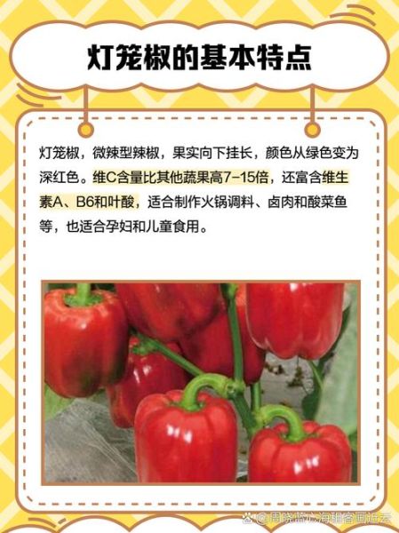 灯笼椒图片_灯笼椒怎么挑选-第2张图片-山城妙识