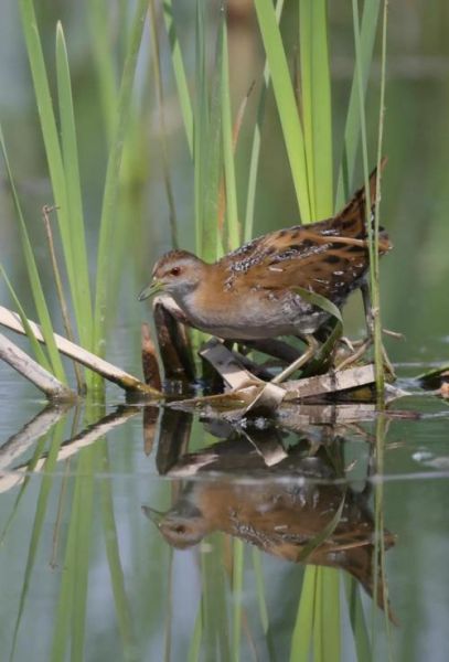 田鸡叫声加长30分钟_如何制作自然助眠音频-第3张图片-山城妙识 田鸡叫声加长30分钟_如何制作自然助眠音频-第3张图片-山城妙识
