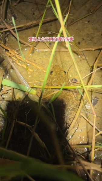 田鸡叫声加长30分钟_如何制作自然助眠音频-第2张图片-山城妙识 田鸡叫声加长30分钟_如何制作自然助眠音频-第2张图片-山城妙识