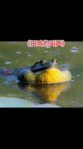 田鸡叫声加长30分钟_如何制作自然助眠音频-第1张图片-山城妙识 田鸡叫声加长30分钟_如何制作自然助眠音频-第1张图片-山城妙识