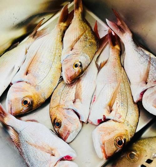 冻鲷鱼片怎么做好吃_冻鲷鱼片的家常做法-第2张图片-山城妙识 冻鲷鱼片怎么做好吃_冻鲷鱼片的家常做法-第2张图片-山城妙识