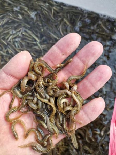 一亩地泥鳅养殖利润_泥鳅养殖一年能赚多少钱-第2张图片-山城妙识