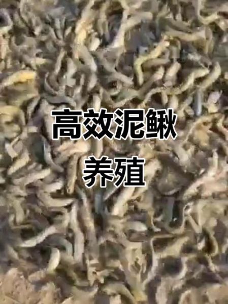 一亩地泥鳅养殖利润_泥鳅养殖一年能赚多少钱-第1张图片-山城妙识