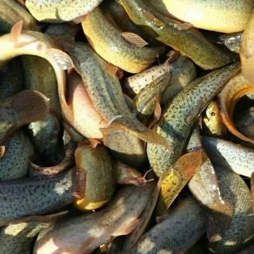 一亩地泥鳅养殖利润_泥鳅养殖一年能赚多少钱-第3张图片-山城妙识