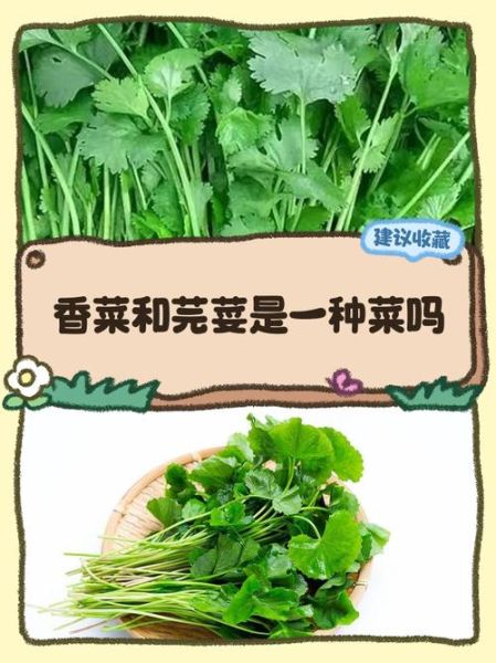 芫茜和香菜的区别_芫茜是不是香菜-第2张图片-山城妙识