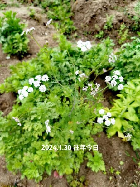 芫茜和香菜的区别_芫茜是不是香菜-第1张图片-山城妙识