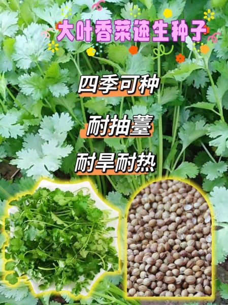 芫茜和香菜的区别_芫茜是不是香菜-第3张图片-山城妙识