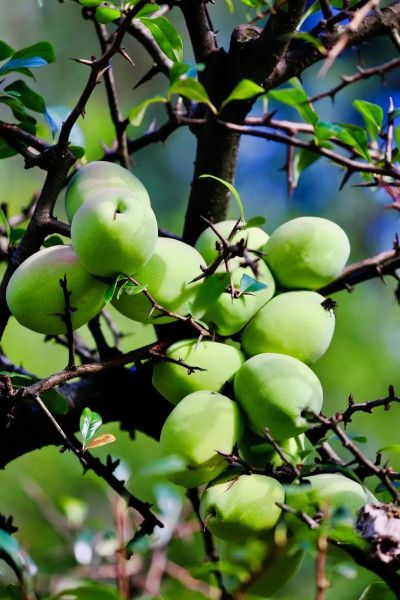 酸木瓜树几年结果_酸木瓜树怎么种植-第2张图片-山城妙识