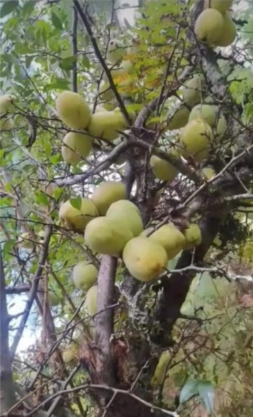 酸木瓜树几年结果_酸木瓜树怎么种植-第1张图片-山城妙识