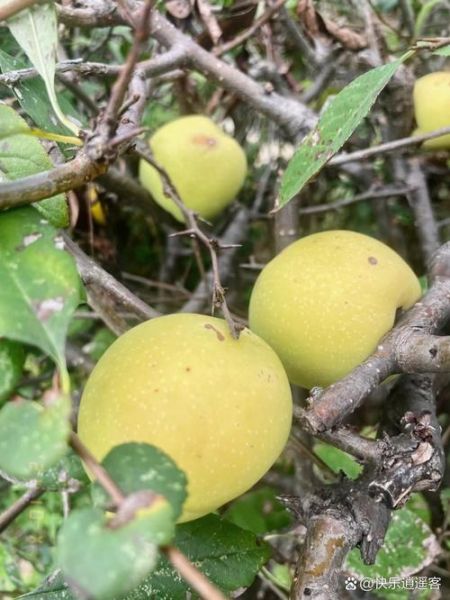 酸木瓜树几年结果_酸木瓜树怎么种植-第3张图片-山城妙识