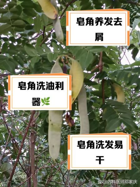 皂角洗头有什么好处_皂角洗头能防脱发吗-第3张图片-山城妙识 皂角洗头有什么好处_皂角洗头能防脱发吗-第3张图片-山城妙识