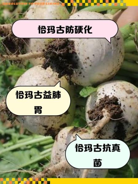 恰玛古怎么吃_恰玛古的正确吃法-第2张图片-山城妙识 恰玛古怎么吃_恰玛古的正确吃法-第2张图片-山城妙识