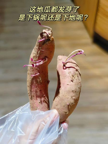 番薯发芽能吃吗_番薯发芽怎么处理-第1张图片-山城妙识