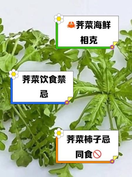 吃荠菜有什么害处_荠菜吃多了会中毒吗-第2张图片-山城妙识