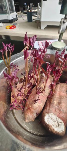 番薯发芽能吃吗_番薯发芽怎么处理-第3张图片-山城妙识