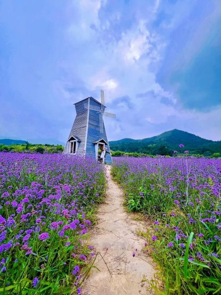 花海图片怎么拍_花海图片适合什么季节-第2张图片-山城妙识