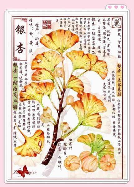 银杏果怎么处理才能吃_银杏果去毒方法-第3张图片-山城妙识