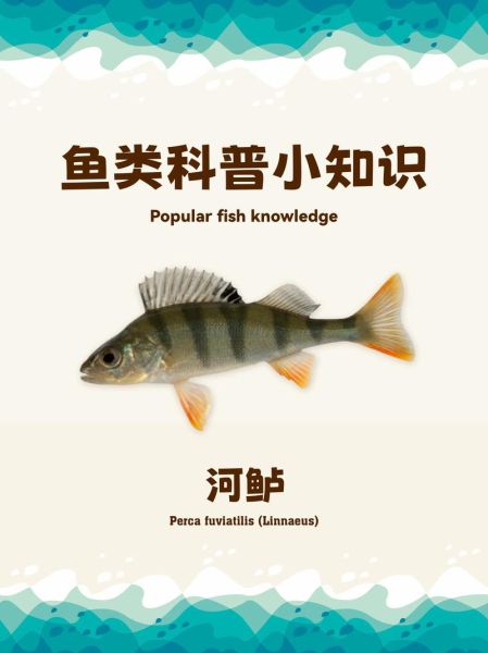 鲈怎么读_鲈鱼拼音是什么-第2张图片-山城妙识