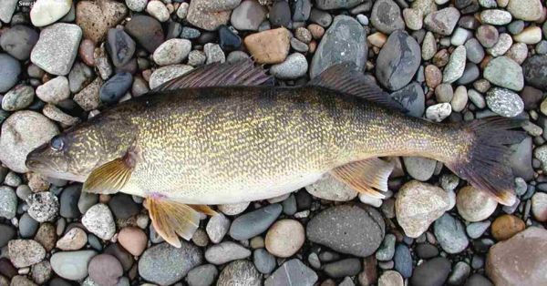 鲈怎么读_鲈鱼拼音是什么-第3张图片-山城妙识