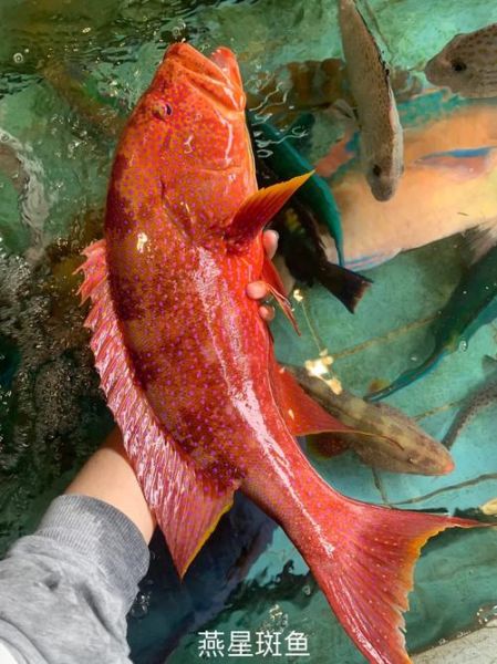 深海鱼视频是真的吗_深海鱼视频怎么拍的-第1张图片-山城妙识