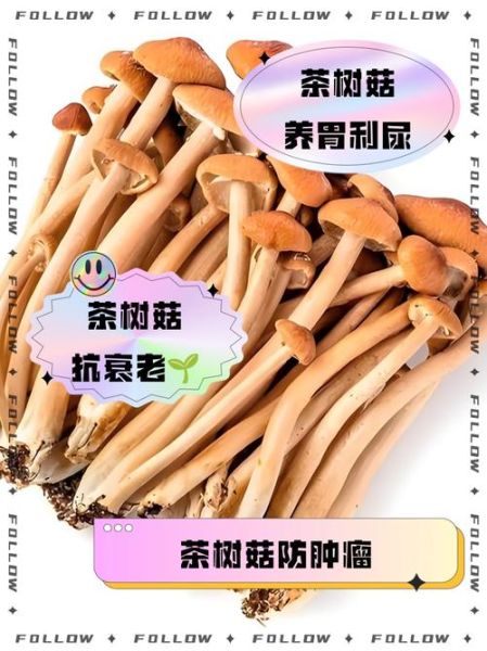 新鲜茶树菇的功效与作用_茶树菇怎么吃最营养-第2张图片-山城妙识
