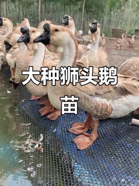 狮头鹅多少钱一只_狮头鹅养殖技术-第1张图片-山城妙识
