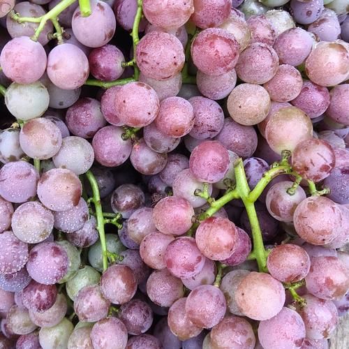 巨峰葡萄图片高清_如何挑选最甜巨峰葡萄-第2张图片-山城妙识