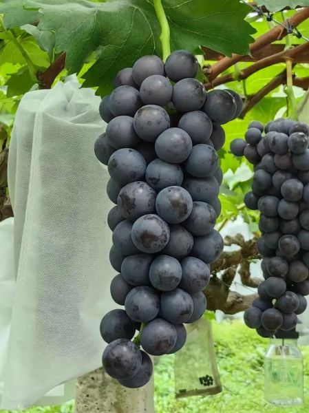 巨峰葡萄图片高清_如何挑选最甜巨峰葡萄-第1张图片-山城妙识