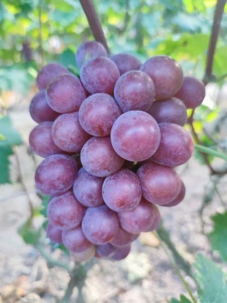 巨峰葡萄图片高清_如何挑选最甜巨峰葡萄-第3张图片-山城妙识