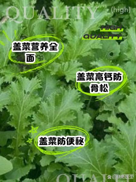 盖菜图片功效与作用_盖菜怎么吃最健康-第1张图片-山城妙识