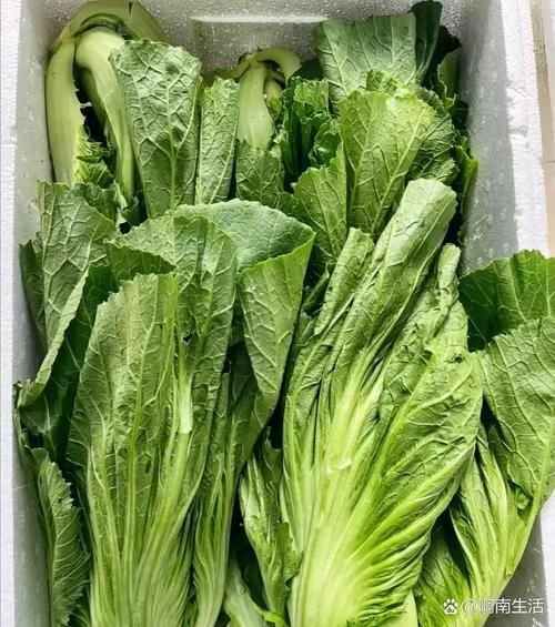盖菜图片功效与作用_盖菜怎么吃最健康-第2张图片-山城妙识