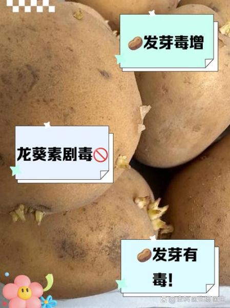 土豆发芽怎么办_吃了会中毒吗-第3张图片-山城妙识