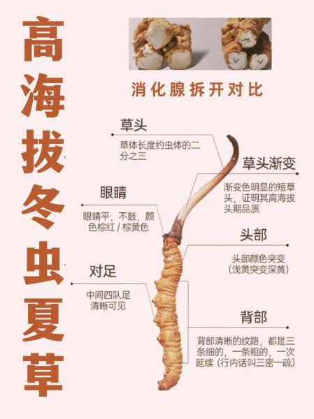 冬虫夏草花图片_如何辨别真假-第3张图片-山城妙识