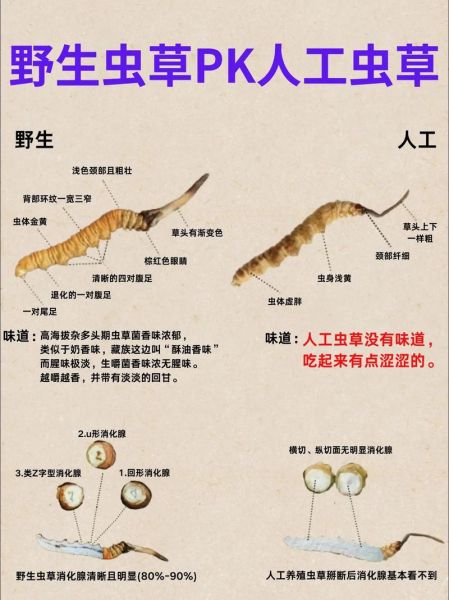 冬虫夏草花图片_如何辨别真假-第1张图片-山城妙识